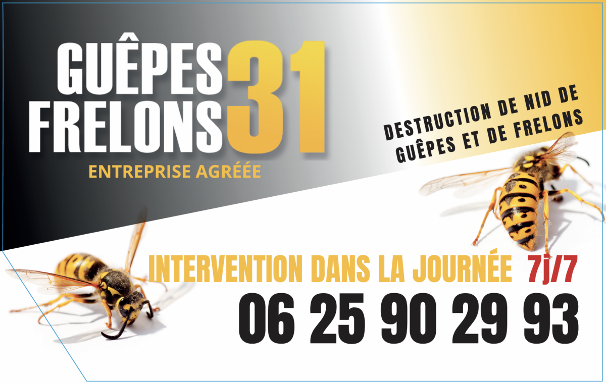 Destruction de nids de frelons à Toulouse